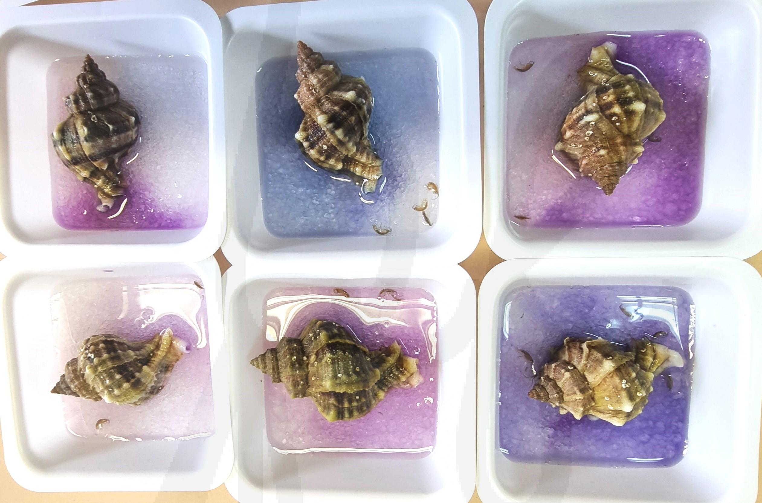 Thermochromic Threads: Ziderman Techeiles Strings - A Blue Fringes ...