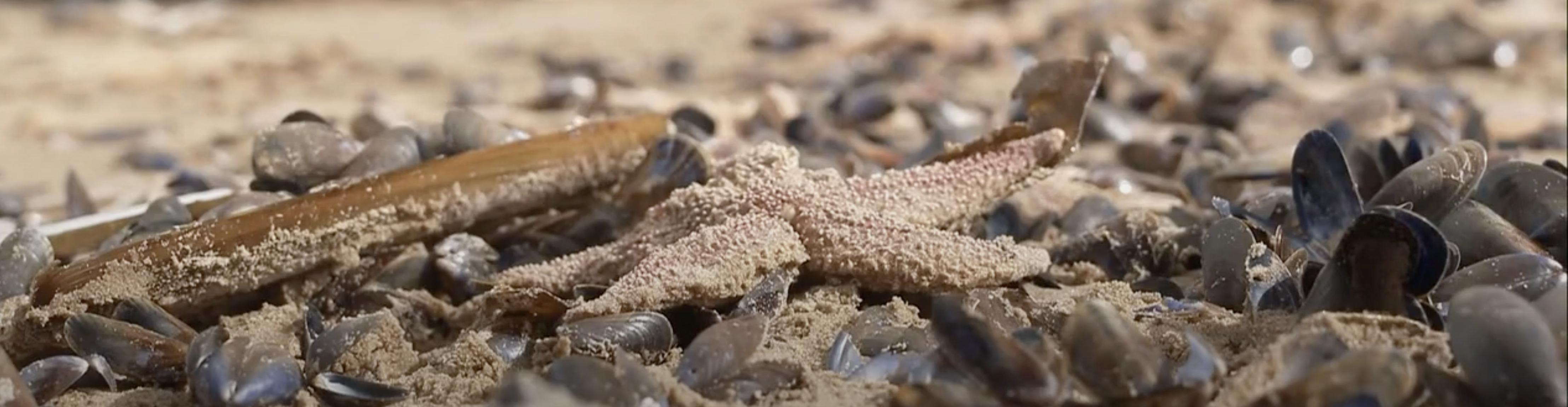 Large Amounts of Shellfish Showing Up Once in a Very Rare Time - Blue ...