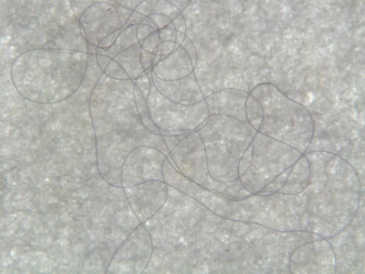 Janthina - Fibers - Blue Fringes - Techeiles - Tekhelet - Techelet ...