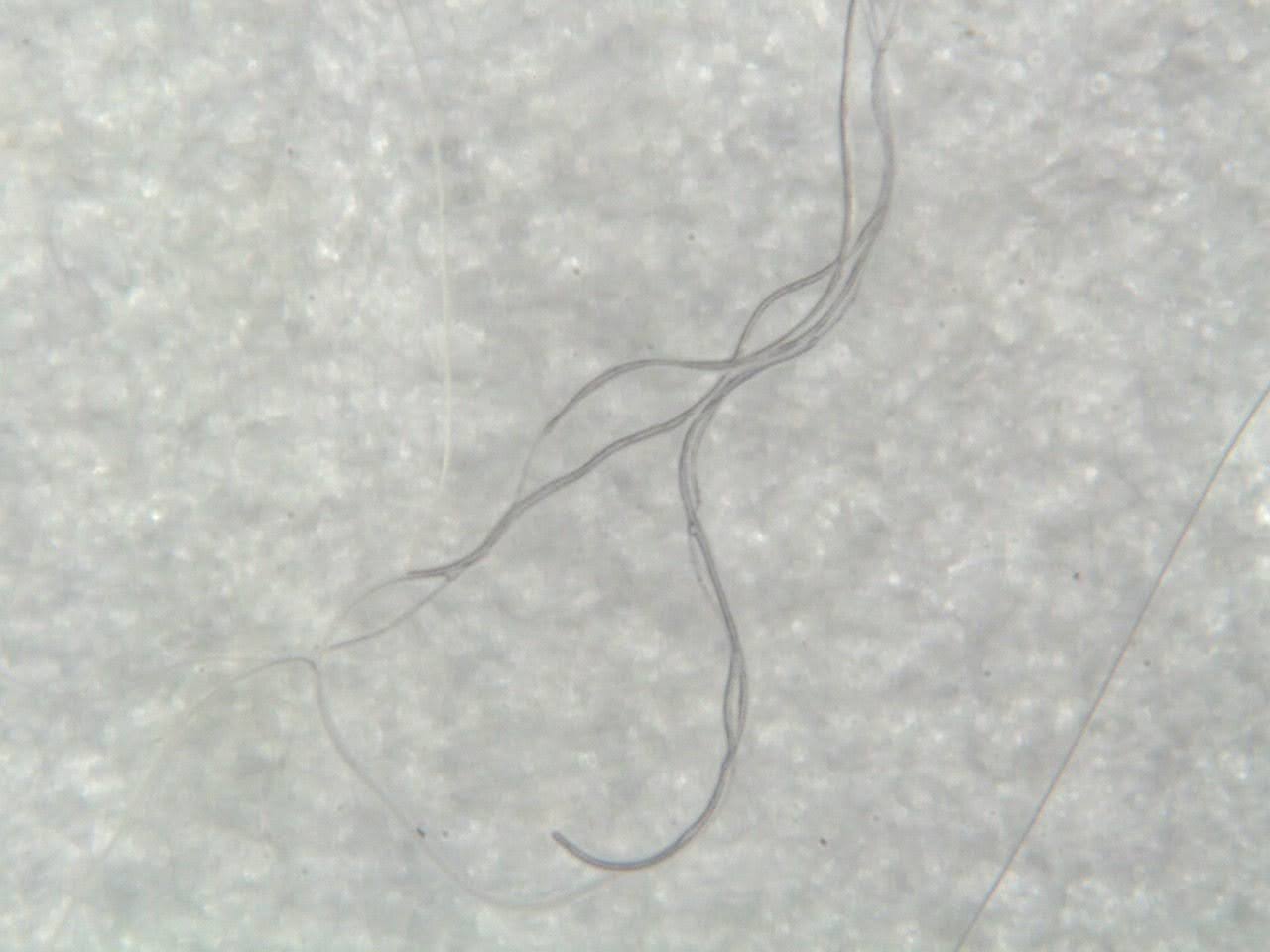 Janthina - Fibers - Blue Fringes - Techeiles - Tekhelet - Techelet ...