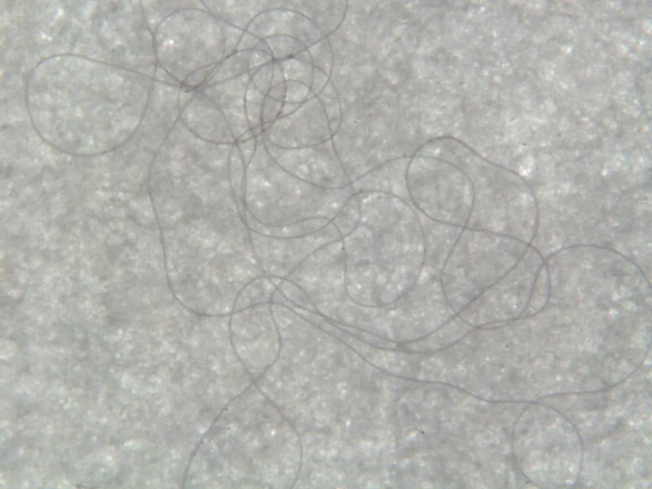 Janthina - Fibers - Blue Fringes - Techeiles - Tekhelet - Techelet ...