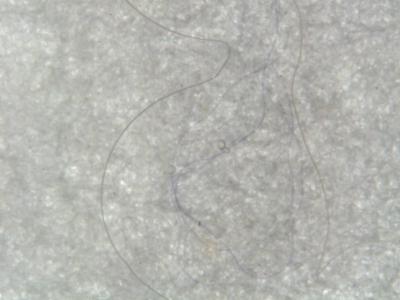 Janthina - Fibers - Blue Fringes - Techeiles - Tekhelet - Techelet ...